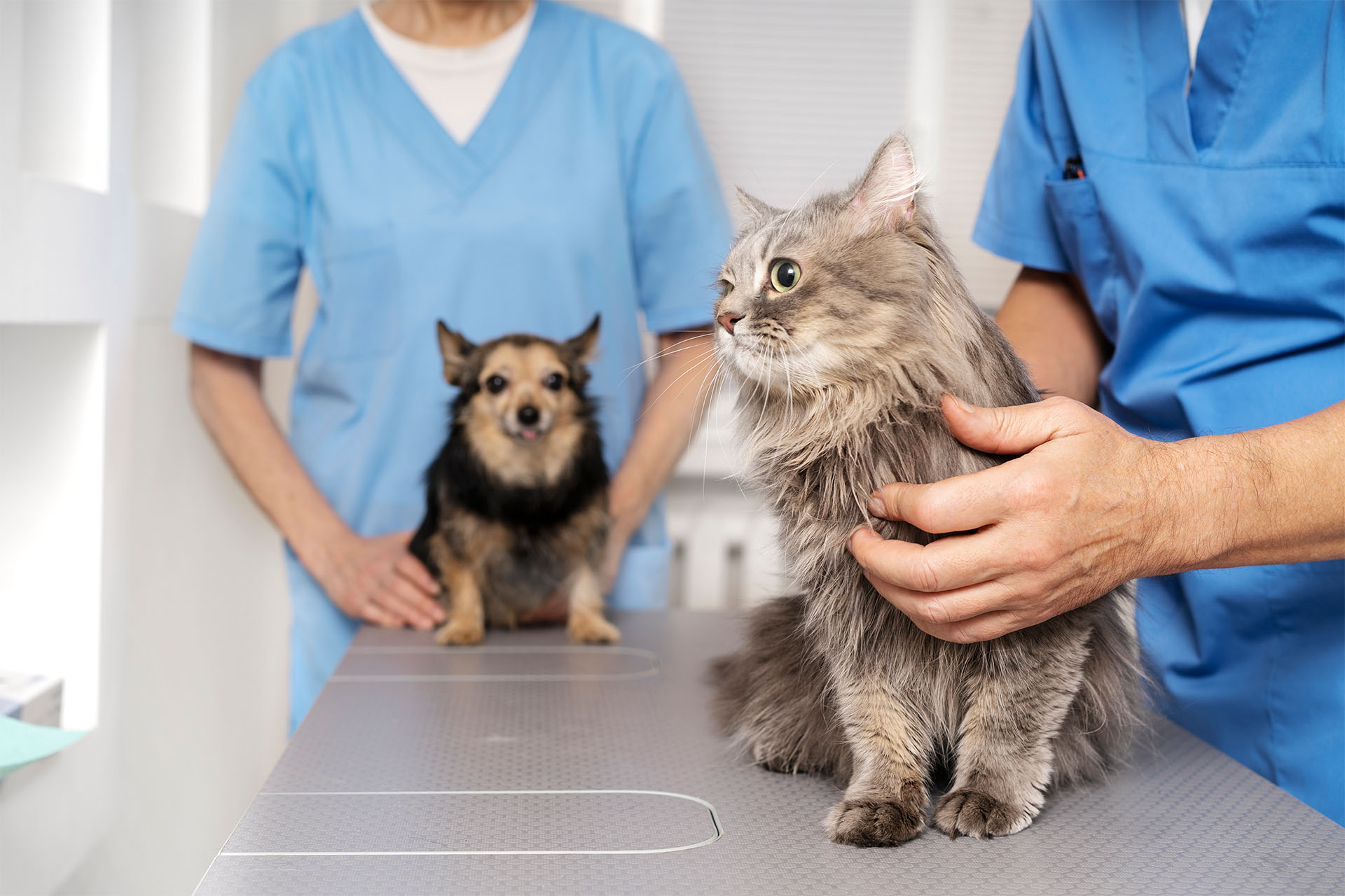 San Antonio, TX Veterinary Services | Healing Hands Veterinary Hospital